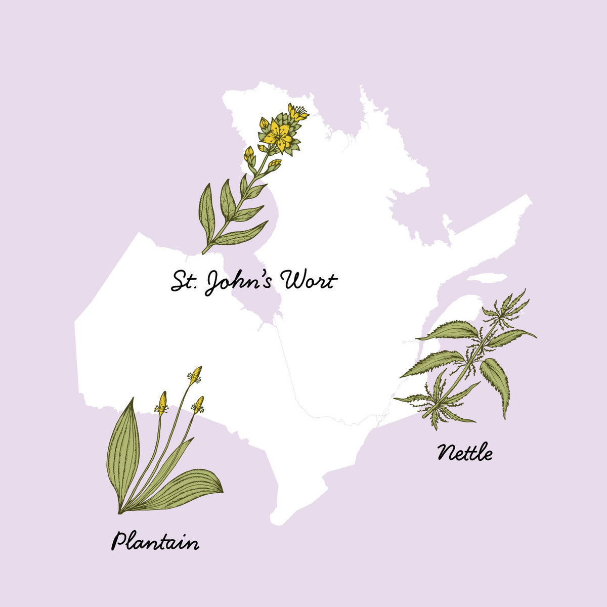 O, CANADA! OUR HOME & NATIVE PLANTS! | Matter Company